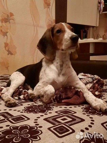 Собаки щенки Эстонская гончая