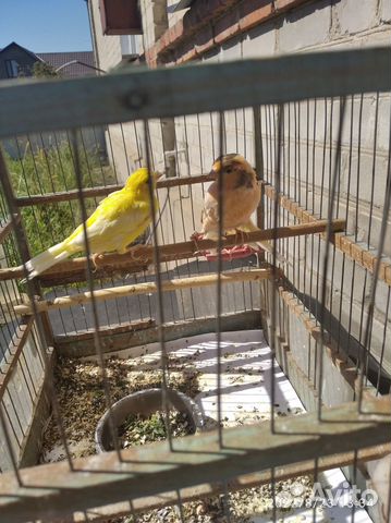 Кенара и канарейки