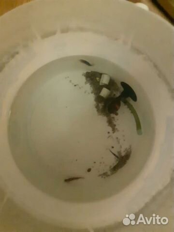 Данио рерио бесплатно