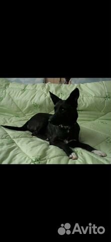 Собачка Зайка 9 кг