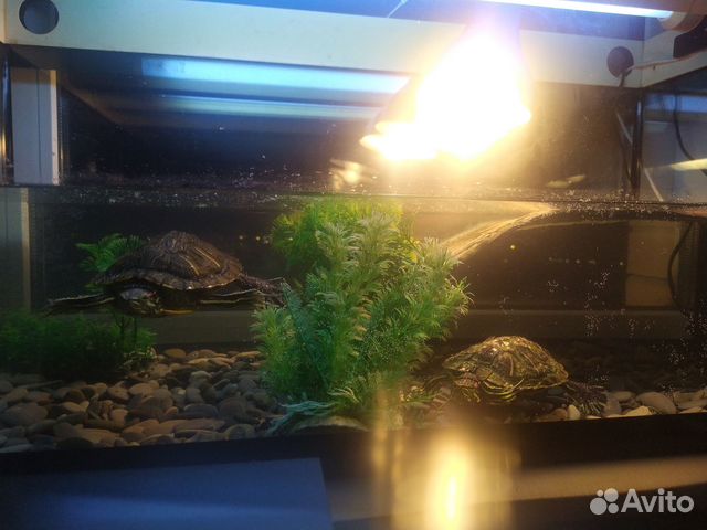 Красноухая черепаха