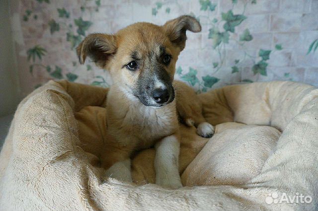 Щенок 2 месяца девочка