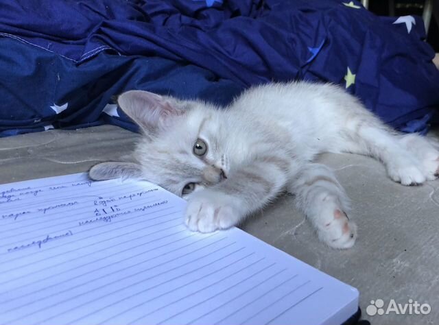 Тайская кошечка