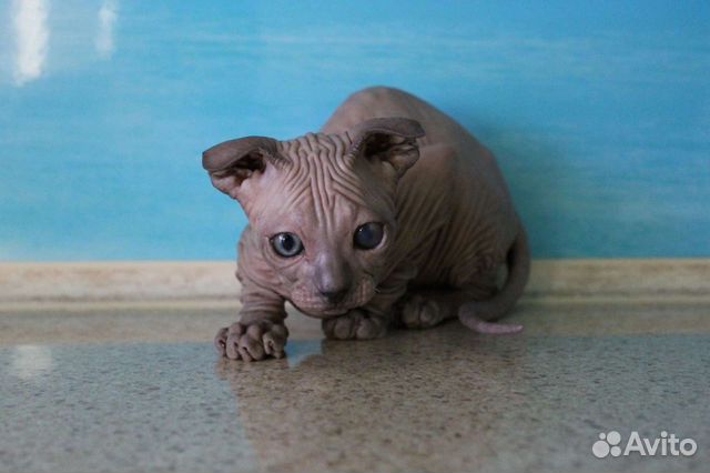 Вислоухий мальчик сфинкс