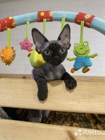 Девон-рекс черный кот готов к переезду