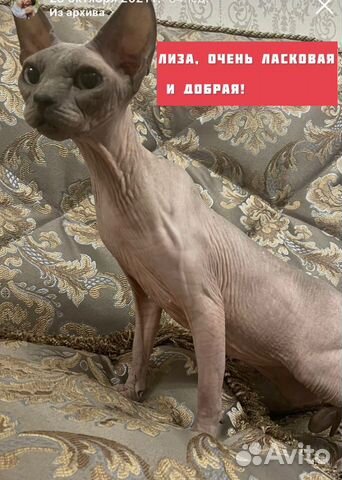 Канадский сфинкс