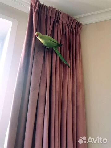 Ожереловый попугай с клеткой