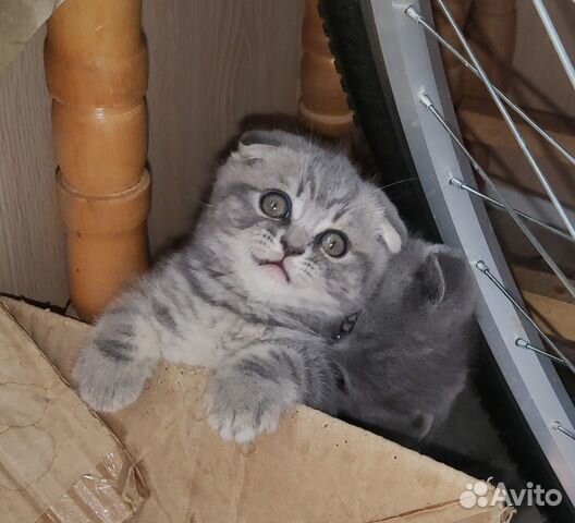 Шотландская