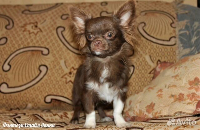 Шоколадный мальчик чихуахуа