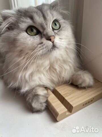 Шотландская кошка вязка