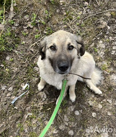 Ариша путь к сердцу