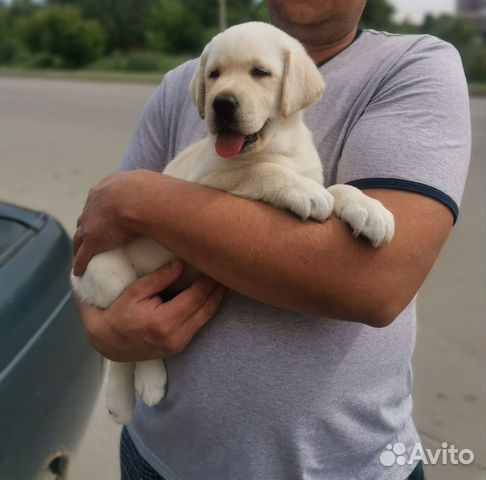 Щенок лабрадора