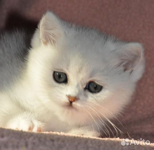 Плюшевая мягенькая серебристая шиншилла