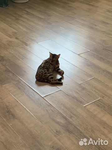 Кошка