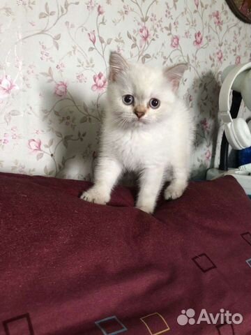 Белый котенок с голубыми глазами