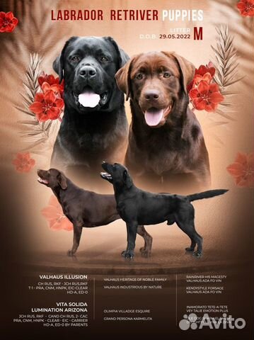Щенки лабрадора