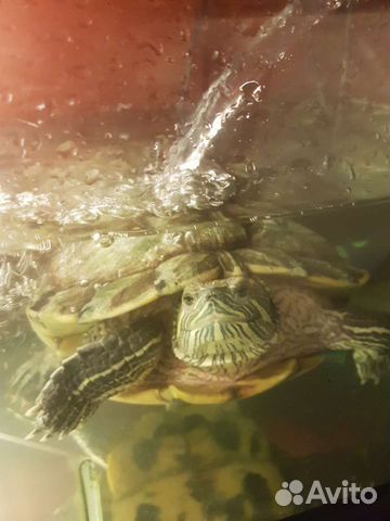Красноухая черепаха с аквариумом