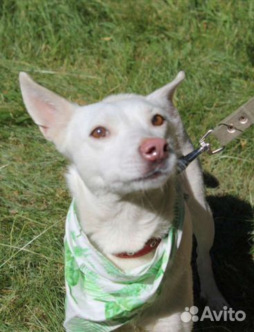 Виолла, нежная девочка ищет маму