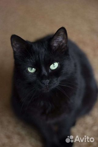 Крошка Кошка Кроша