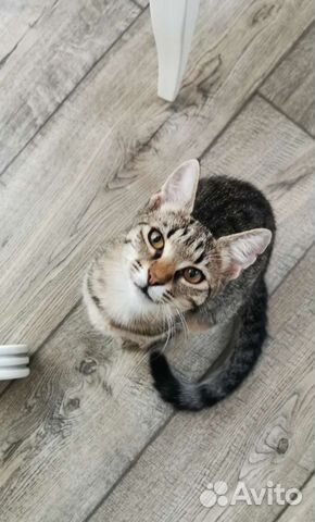 Рыська кошка подросток