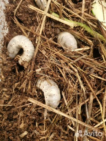 Жук носорог гусеницы