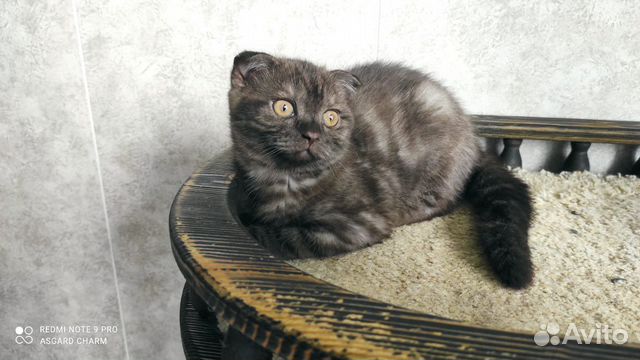Шотландская