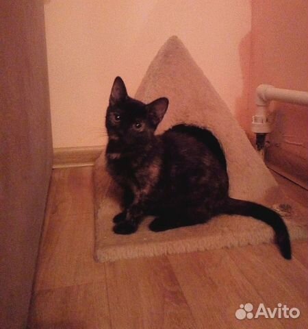 Котенок ищет дом