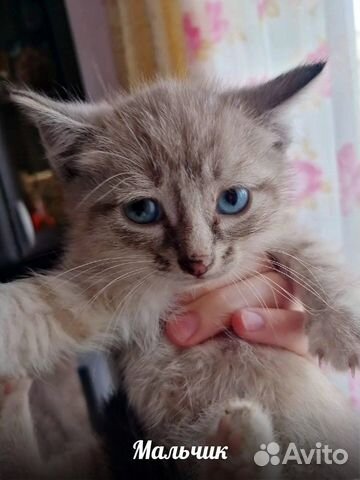 Красивые котята в дар