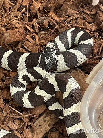 Королевская калифорнийская змея