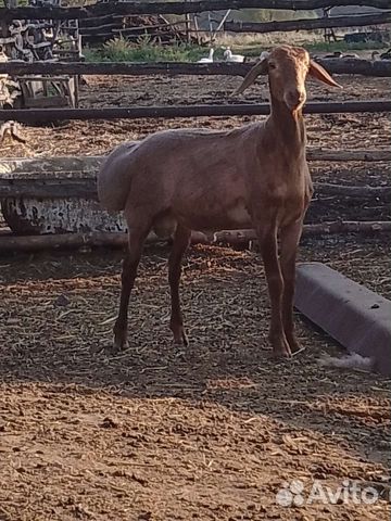 Апрельский баранчик