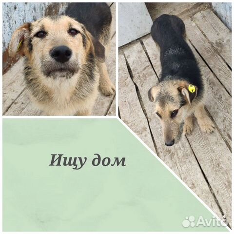 Собака Сникерс