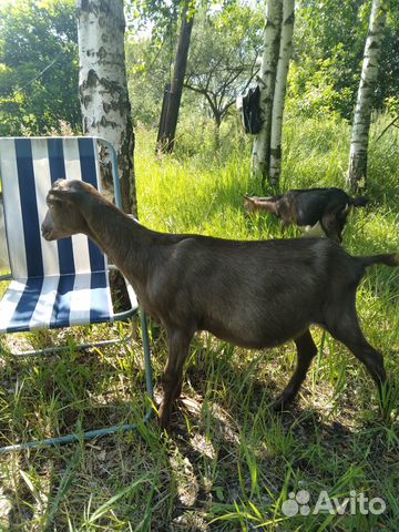 Продам козочек