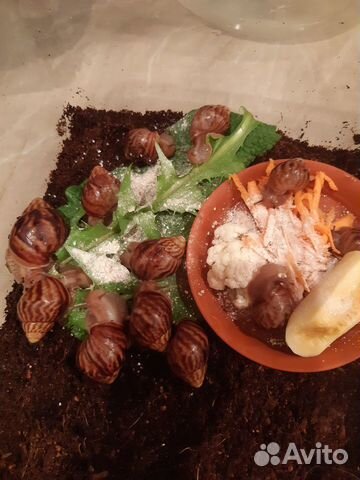 Улитки ахатины