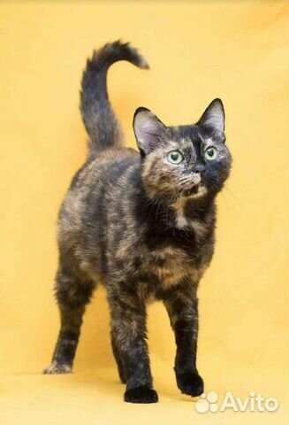 Ласковая кошечка ищет дом или передержку