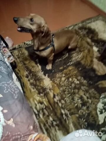 Потеряшка такса