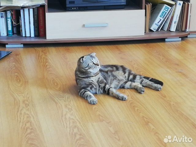 Шотландский кот вязка