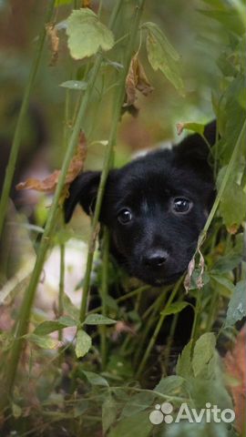 Щенки в добрые руки