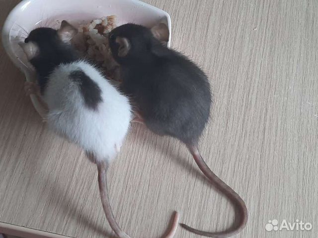 Крысёнок дамбо