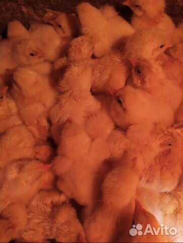 Муларды, Бройлеры суточные, подрощенные