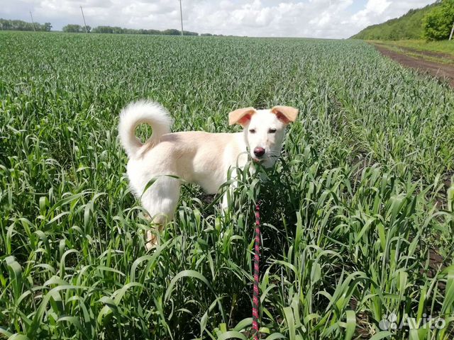 Щенок в семью