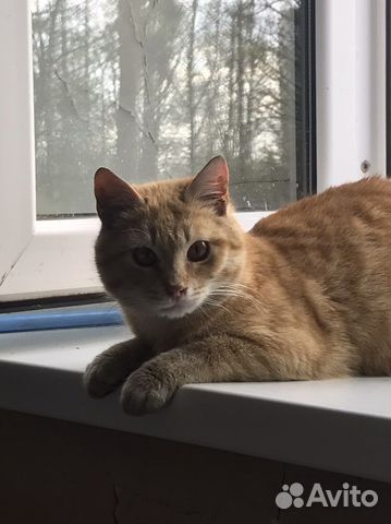 Кот рыжее очарование