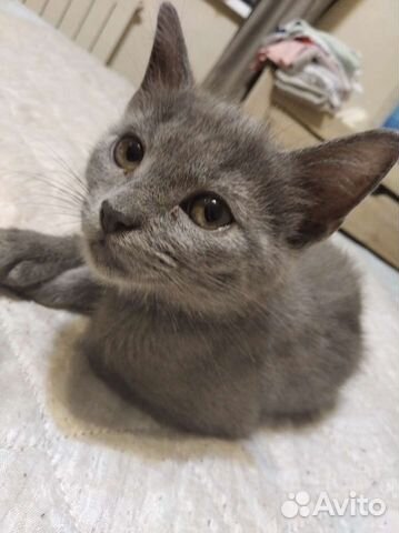 Котенок девочка в хорошие руки