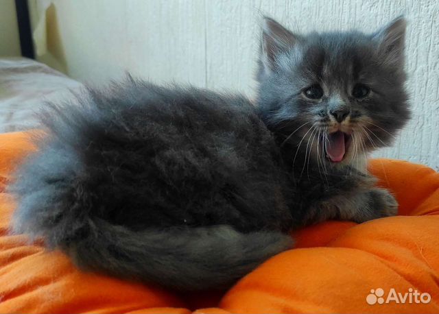 Сибирские котята