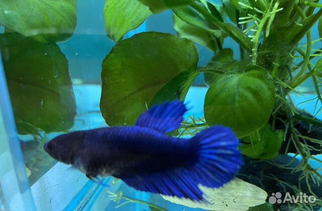 Рыбка петушок