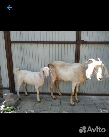 Нубийская коза с козочкой