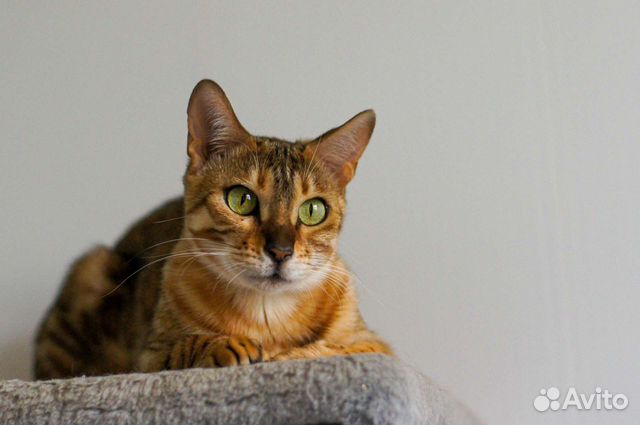 Бенгальская кошка