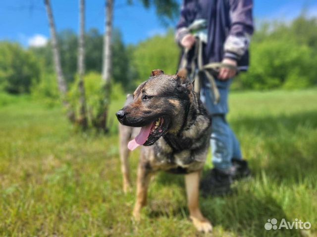 Крутой и очень добрый пёс скучает в приюте