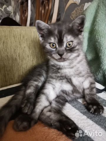 Котенок мальчик шотландец