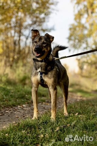 Молодому веселому песику не место в приюте