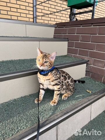 Котёнок Бенгала